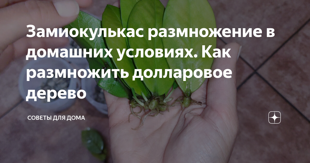 Замиокулькас размножение в домашних условиях Как размножить долларовое
