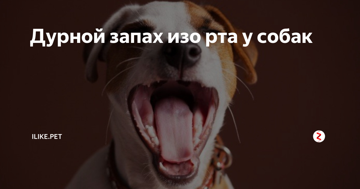Дурной запах изо рта у собак | ZOO CHANNEL | Дзен
