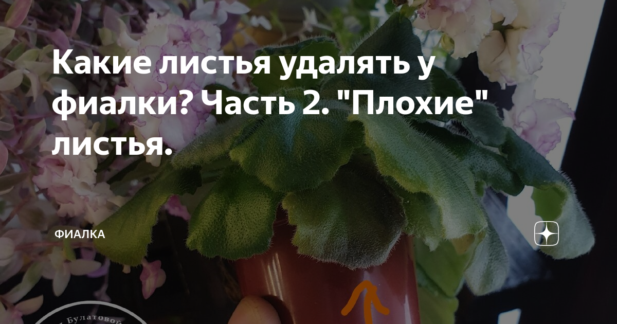 Какие листья удалять у фиалки? Часть 2. "Плохие" листья. | Фиалка | Дзен