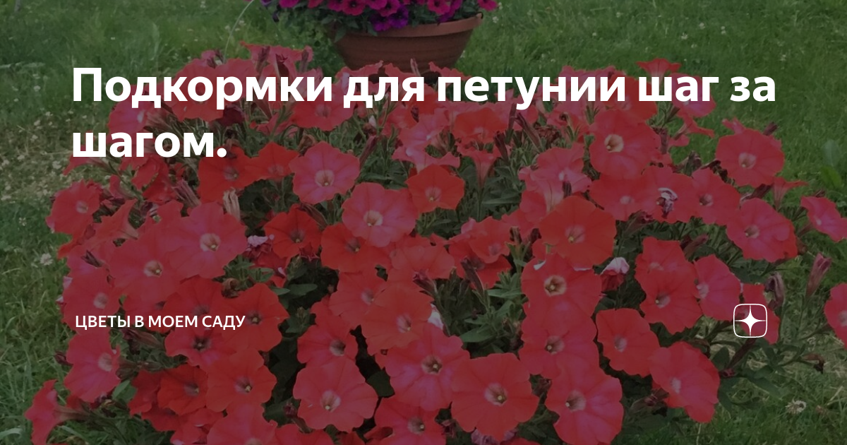 Подкормки для петунии шаг за шагом. | Цветы в моем саду | Дзен