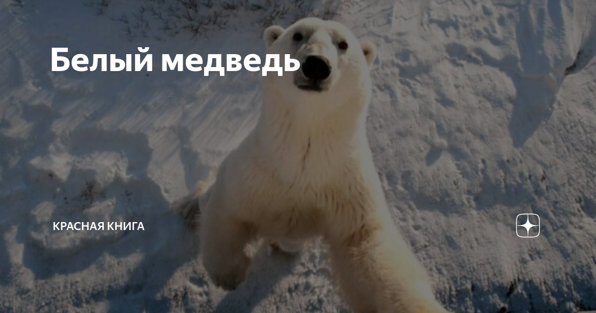 Белый медведь | Красная книга | Дзен