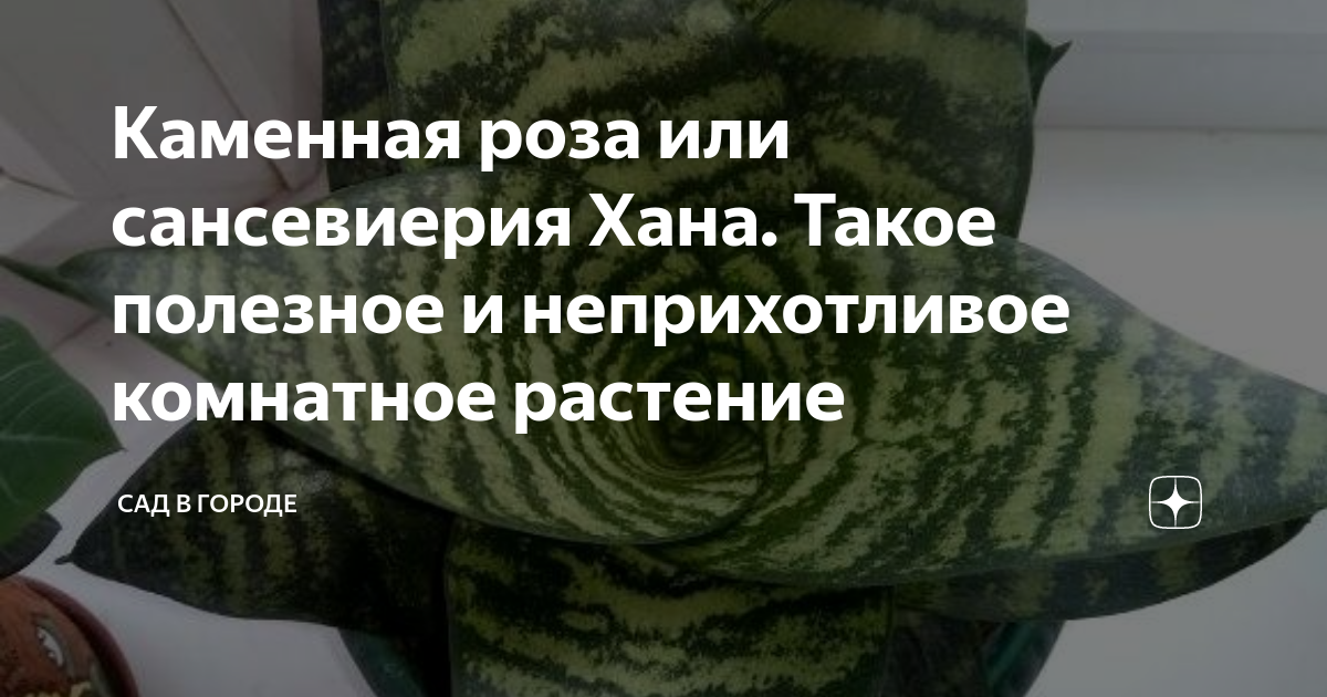 Каменная роза или сансевиерия Хана. Такое полезное и неприхотливое ...