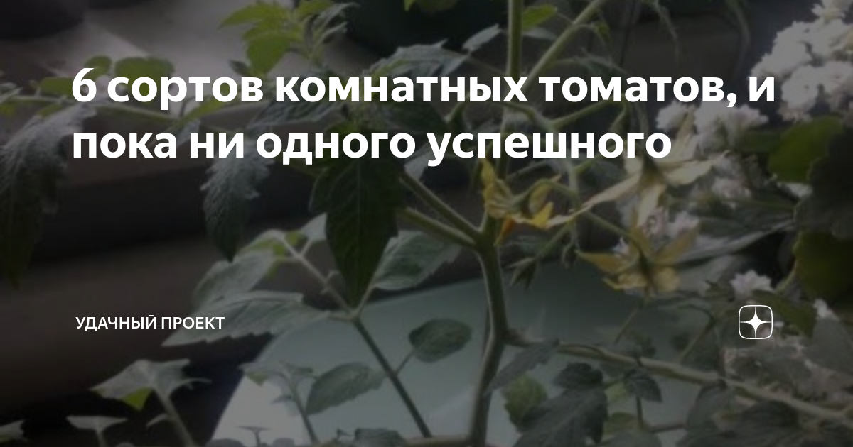 6 сортов комнатных томатов, и пока ни одного успешного | уДачный проект ...