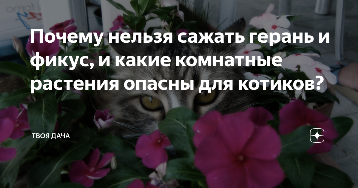 Почему нельзя сажать герань и фикус, и какие комнатные растения опасны ...