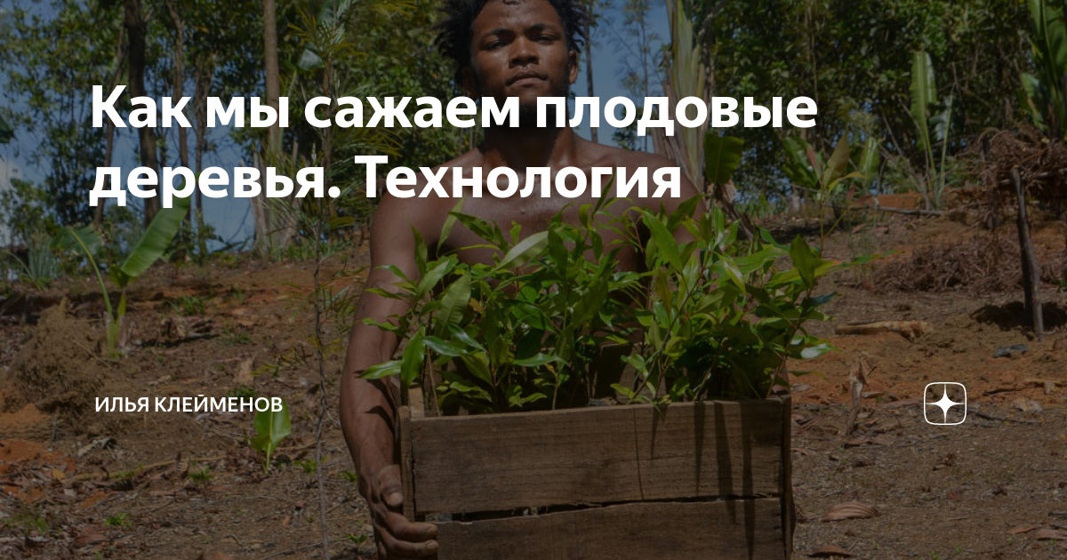Как мы сажаем плодовые деревья Технология Илья Клеймёнов Мадагаскар