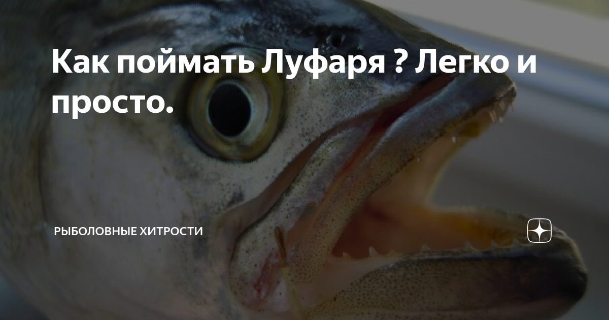 Как поймать Луфаря ? Легко и просто. | Ни Хвоста Ни Чешуи | Дзен