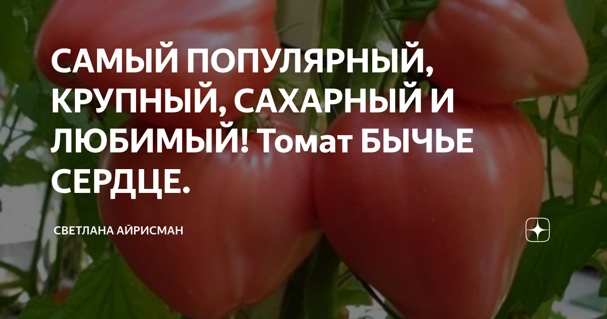 САМЫЙ ПОПУЛЯРНЫЙ, КРУПНЫЙ, САХАРНЫЙ И ЛЮБИМЫЙ! Томат БЫЧЬЕ СЕРДЦЕ ...