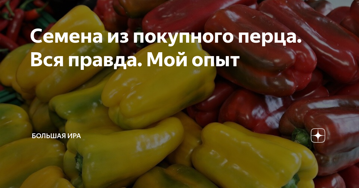 Семена из покупного перца. Вся правда. Мой опыт | Большая Ира | Дзен