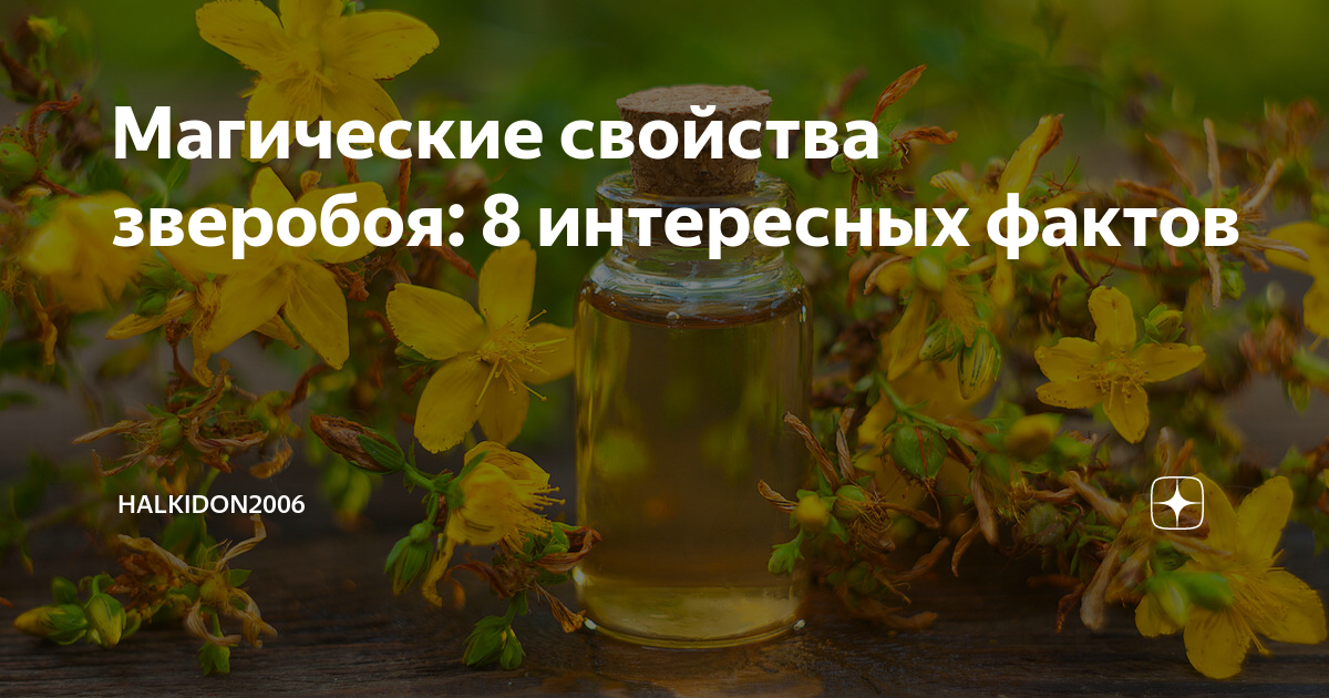 Магические свойства зверобоя: 8 интересных фактов | halkidon2006 | Дзен