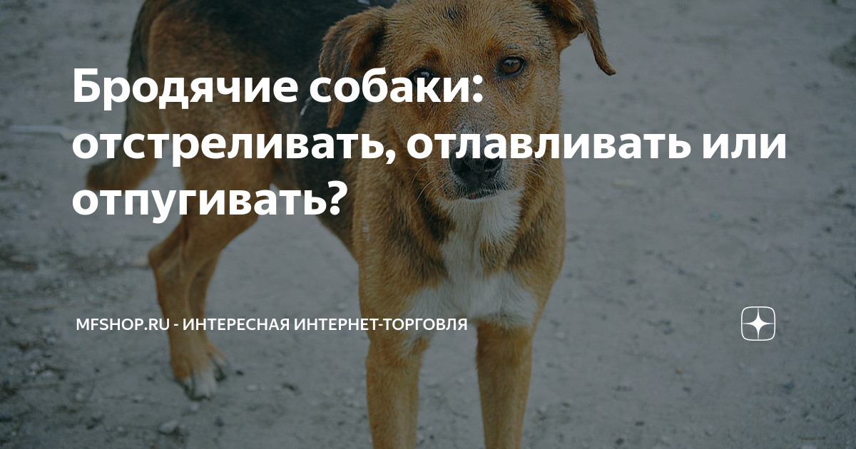 Бродячие собаки: отстреливать, отлавливать или отпугивать? | MFshop.ru ...