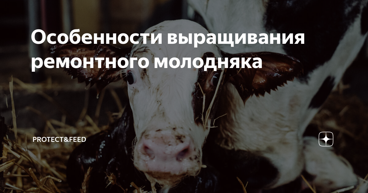 Особенности выращивания ремонтного молодняка | Protect&Feed | Дзен