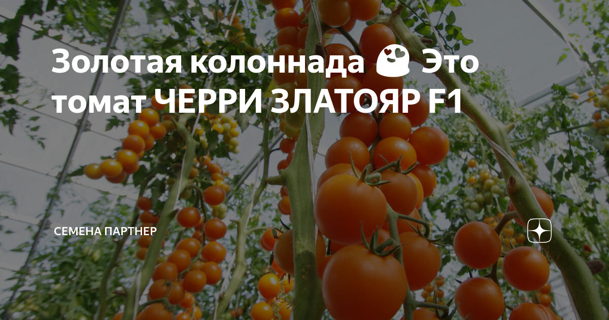 Золотая колоннада 😍 Это томат ЧЕРРИ ЗЛАТОЯР F1 | Семена Партнер | Дзен