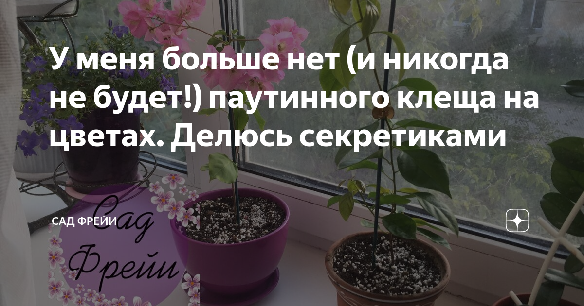 У меня больше нет (и никогда не будет!) паутинного клеща на цветах ...
