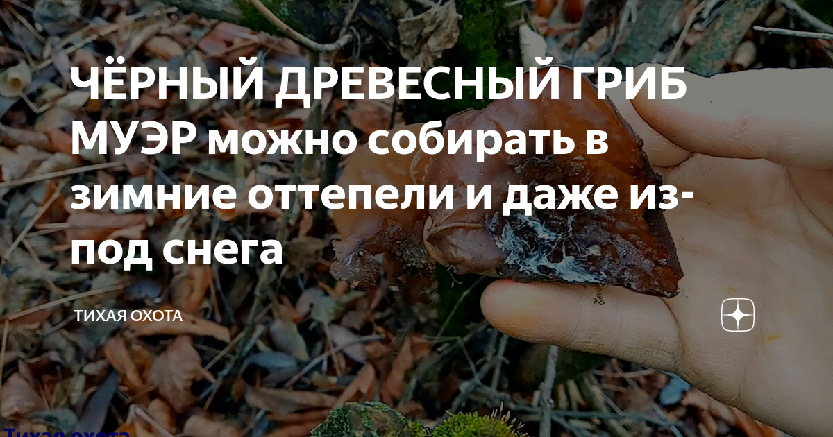 ЧЁРНЫЙ ДРЕВЕСНЫЙ ГРИБ МУЭР можно собирать в зимние оттепели и даже из ...