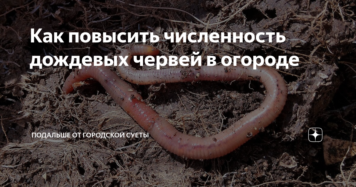 Как повысить численность дождевых червей в огороде | Подальше от ...