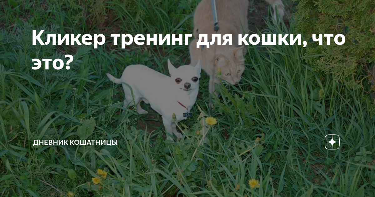 Кликер тренинг для кошки, что это? | Дневник кошатницы | Дзен