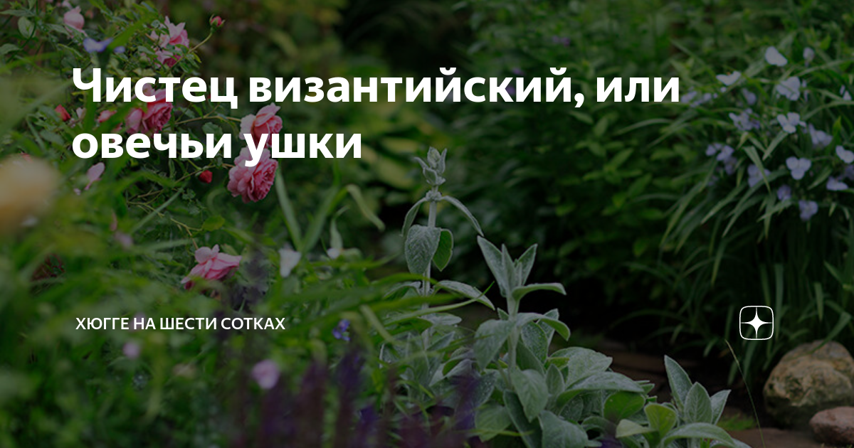 Чистец византийский, или овечьи ушки | Хюгге на шести сотках | Дзен