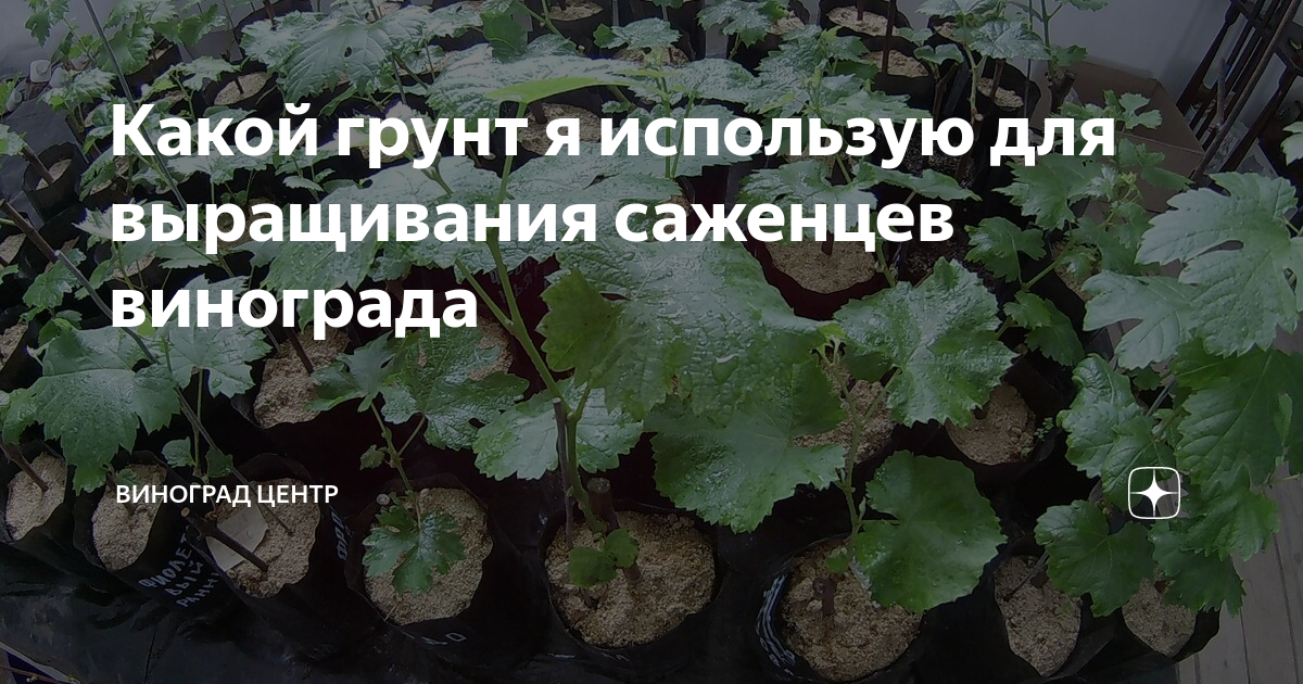 Какой грунт я использую для выращивания саженцев винограда | ВИНОГРАД ...