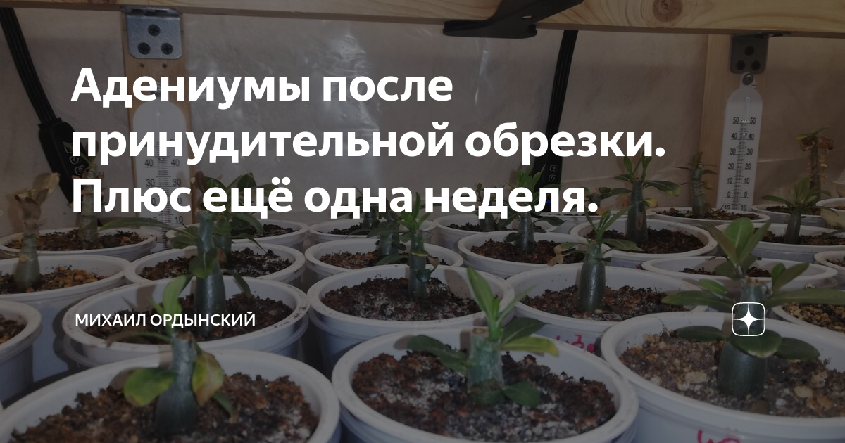 Адениумы после принудительной обрезки. Плюс ещё одна неделя. | Михаил ...