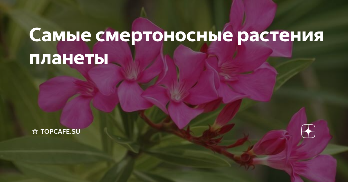 Самые смертоносные растения планеты | ⭐ ТопКафе | Дзен