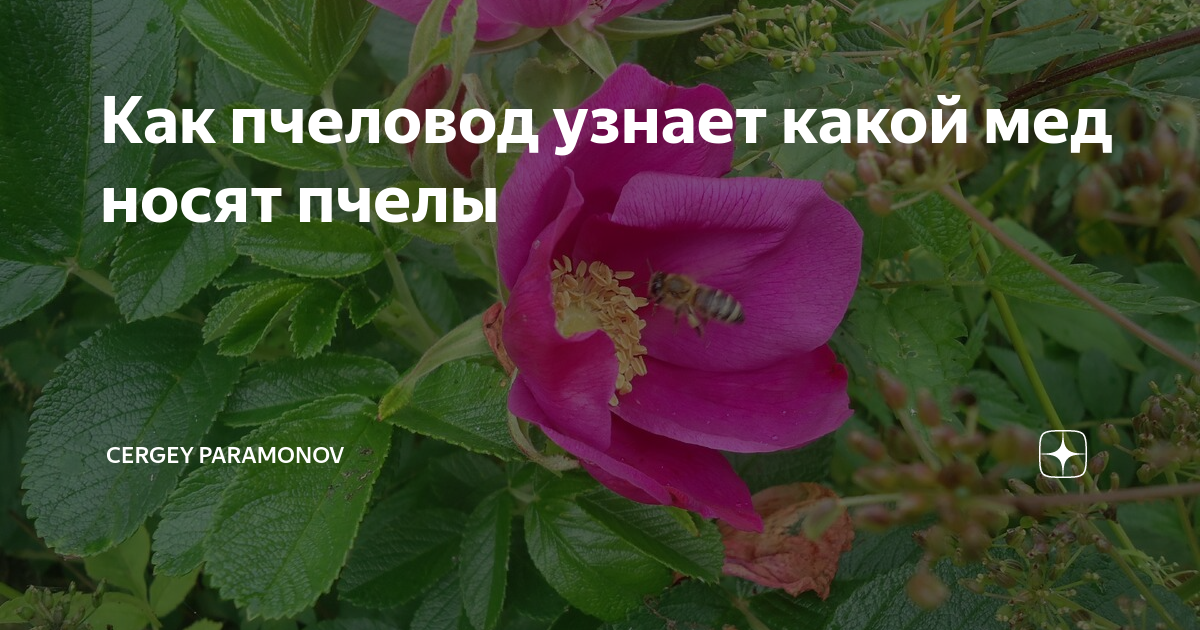 Как пчеловод узнает какой мед носят пчелы | Cergey Paramonov | Дзен