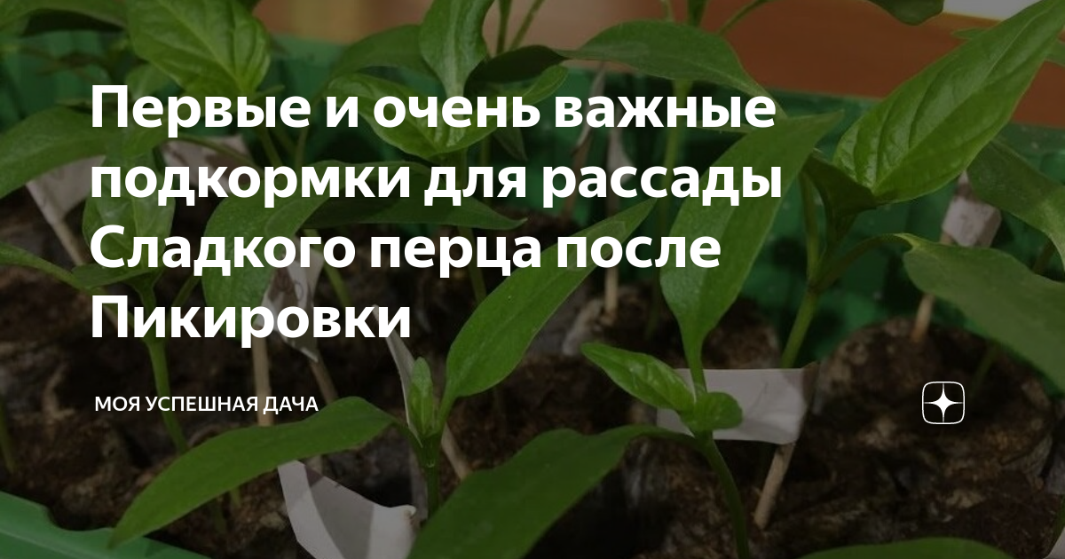 Первые и очень важные подкормки для рассады Сладкого перца после ...