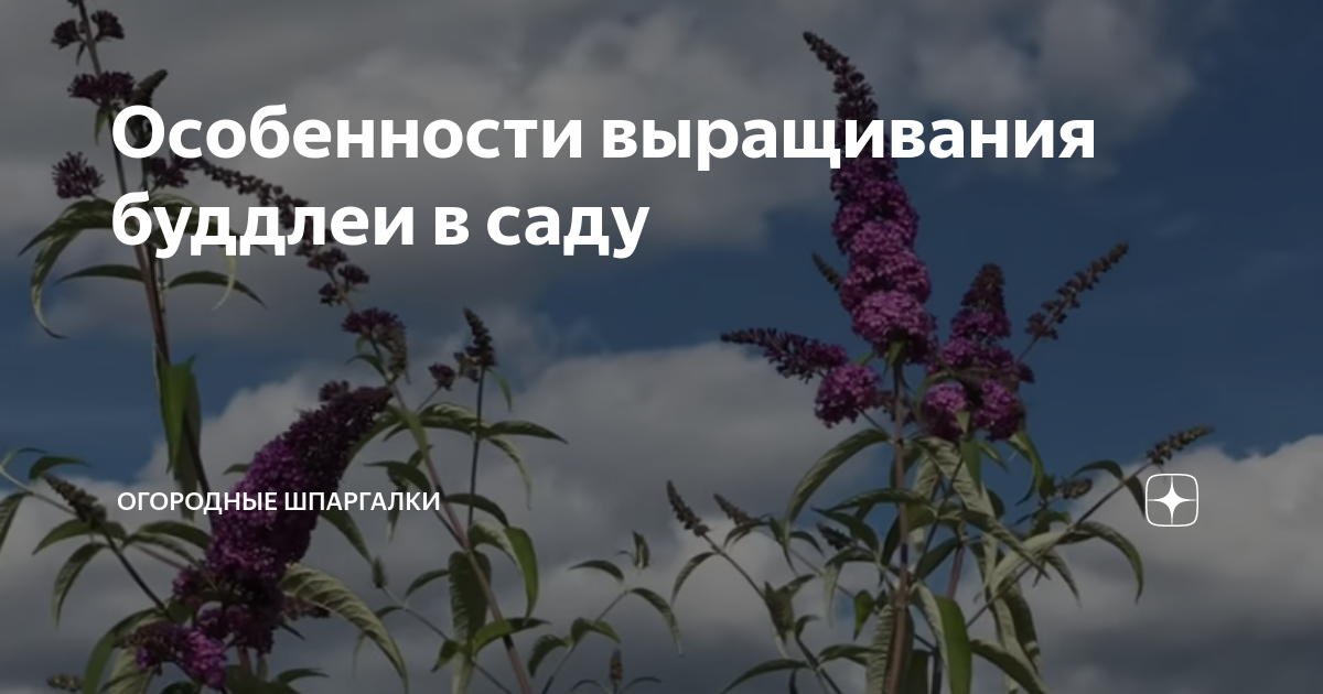Особенности выращивания буддлеи в саду | Огородные шпаргалки | Дзен