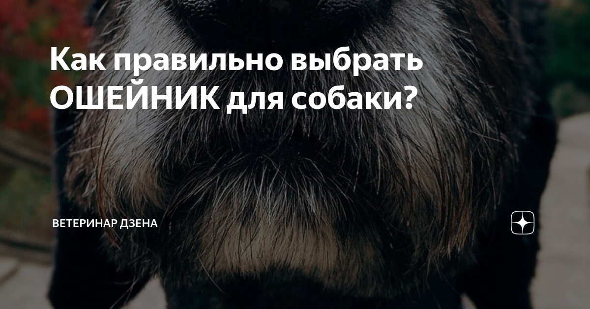 Как правильно выбрать ОШЕЙНИК для собаки? | ВЕТЕРИНАР ДЗЕНА | Дзен