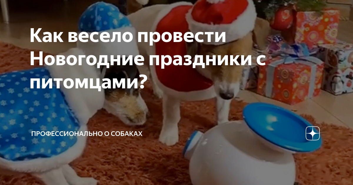 Как весело провести Новогодние праздники с питомцами? | Профессионально ...
