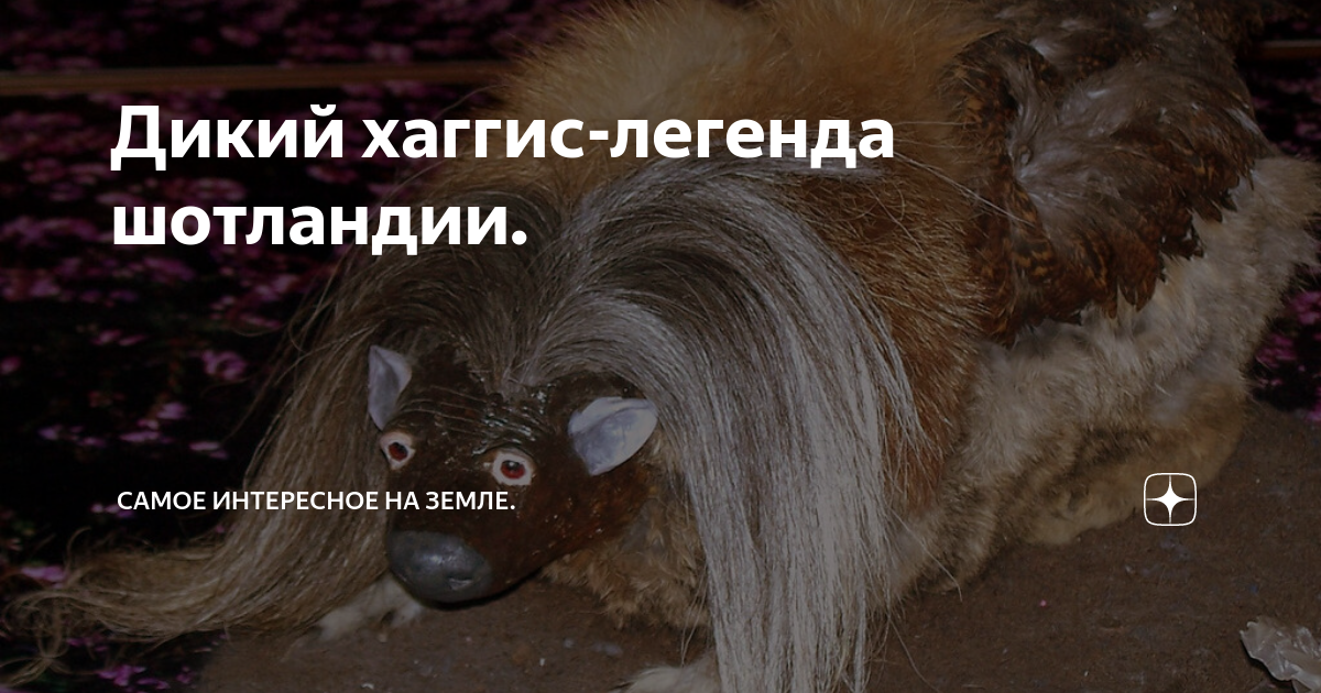 Дикий хаггис-легенда шотландии. | Самое интересное на Земле. | Дзен