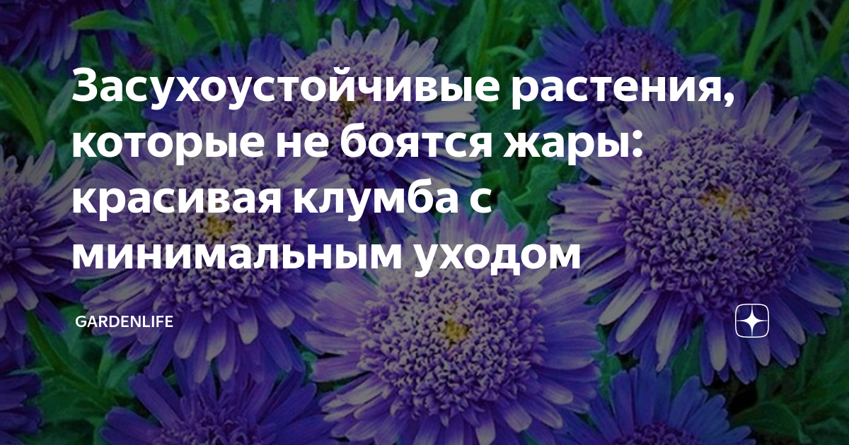 Засухоустойчивые растения, которые не боятся жары: красивая клумба с ...