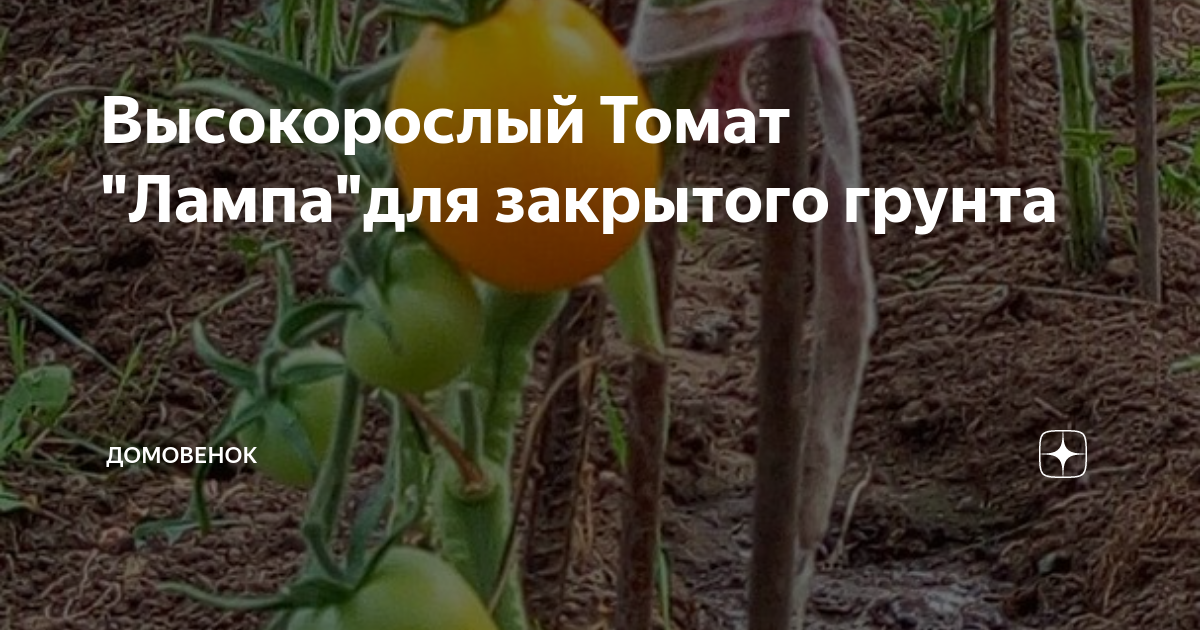 Высокорослый Томат "Лампа"для закрытого грунта | Домовёнок | Дзен