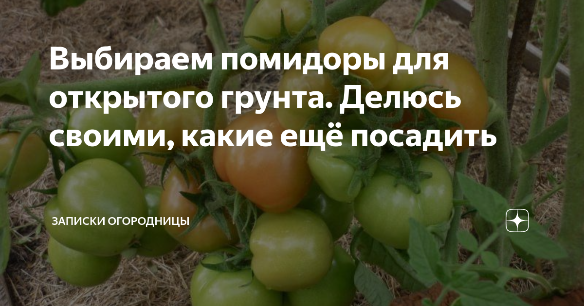 Выбираем помидоры для открытого грунта. Делюсь своими, какие ещё ...