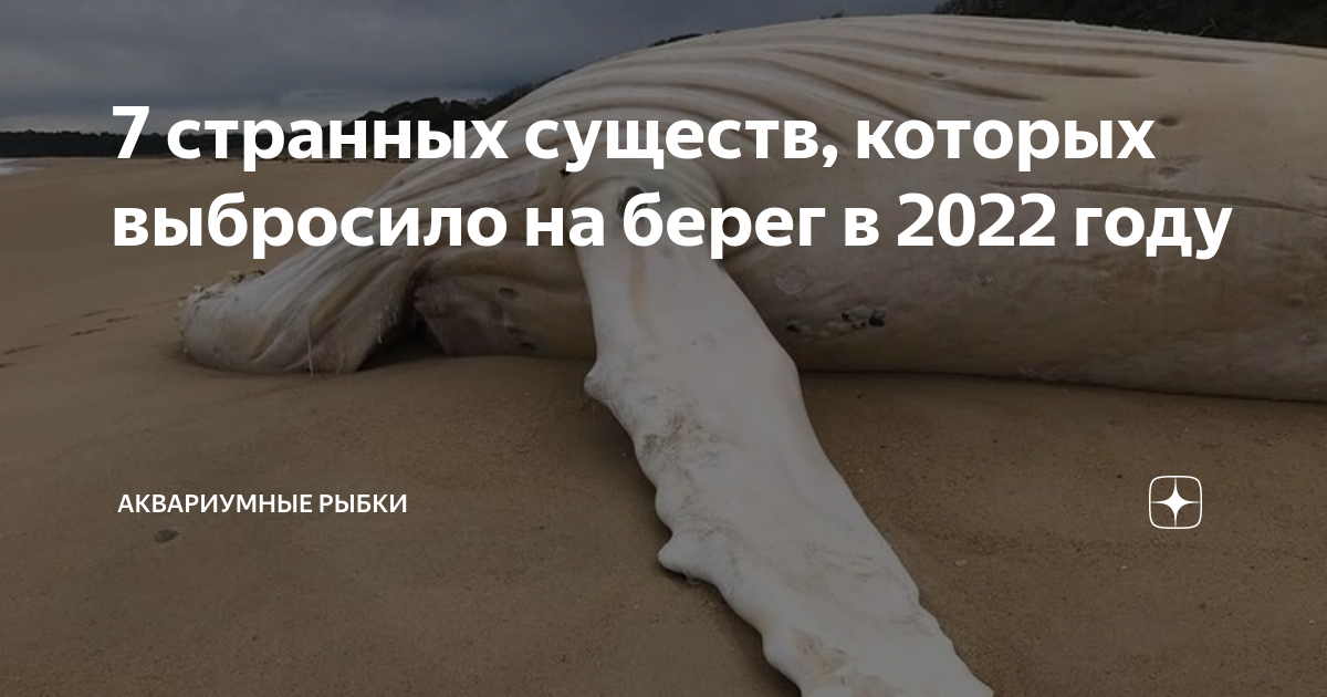 7 странных существ которых выбросило на берег в 2022 году