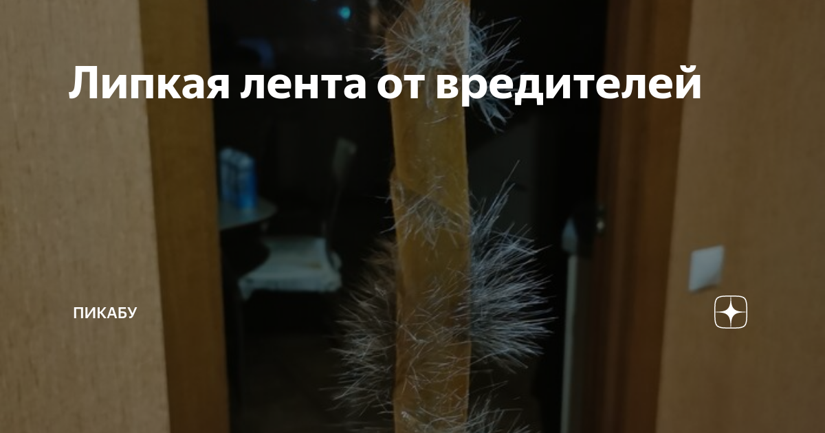 Липкая лента от вредителей | Пикабу | Дзен