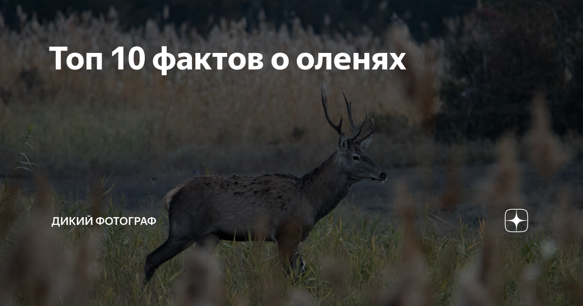 Топ 10 фактов о оленях | Дикий фотограф | Дзен
