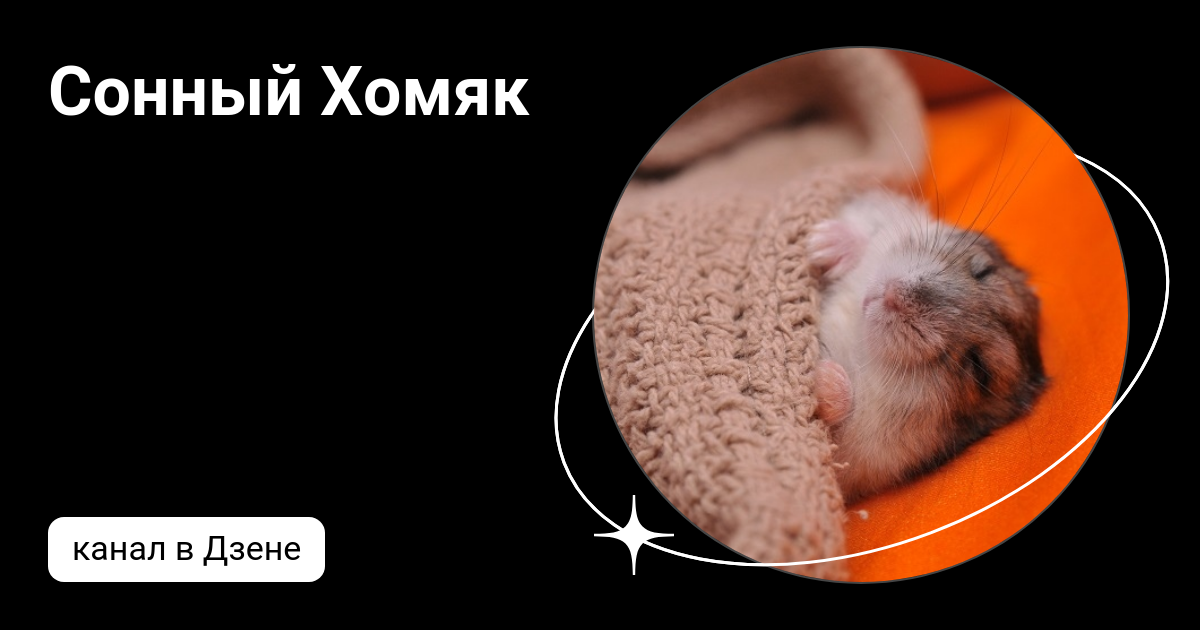 Сонный Хомяк | Дзен