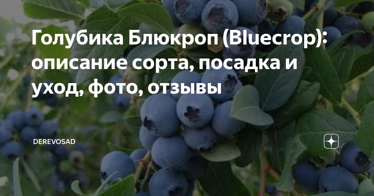 Голубика Блюкроп (Bluecrop): описание сорта, посадка и уход, фото, отзывы | derevosad | Дзен