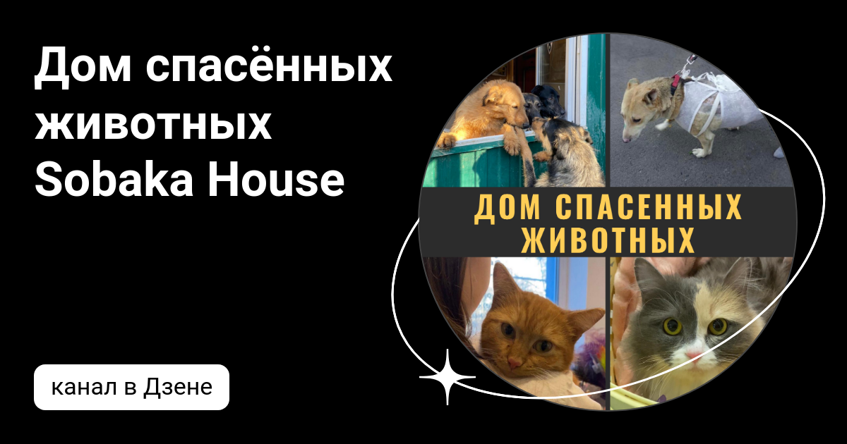 Дом спасённых животных Sobaka House | Дзен