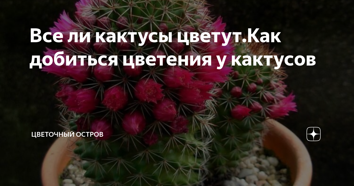 Все ли кактусы цветут.Как добиться цветения у кактусов | Цветочный ...