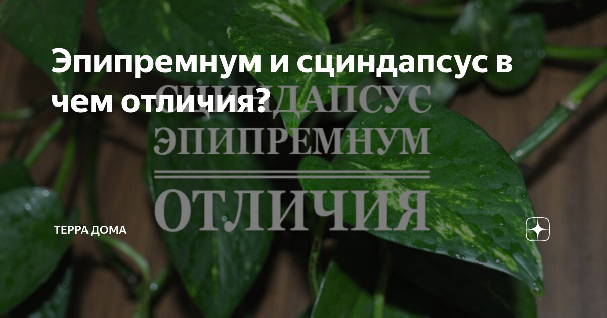 Эпипремнум и сциндапсус в чем отличия? | Терра Дома | Дзен