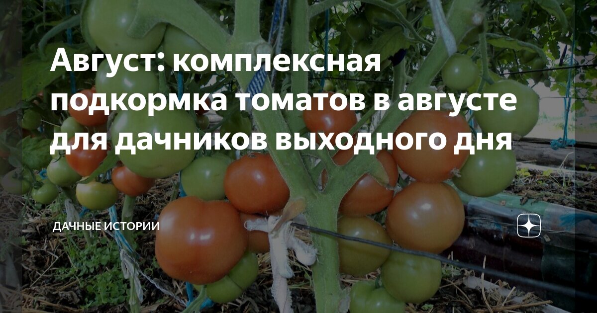 Август: комплексная подкормка томатов в августе для дачников выходного ...