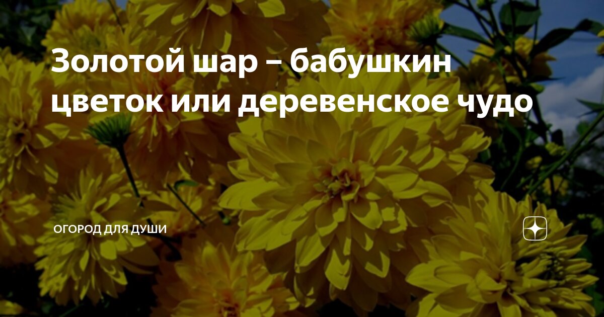 Золотой шар – бабушкин цветок или деревенское чудо | Огород для души | Дзен