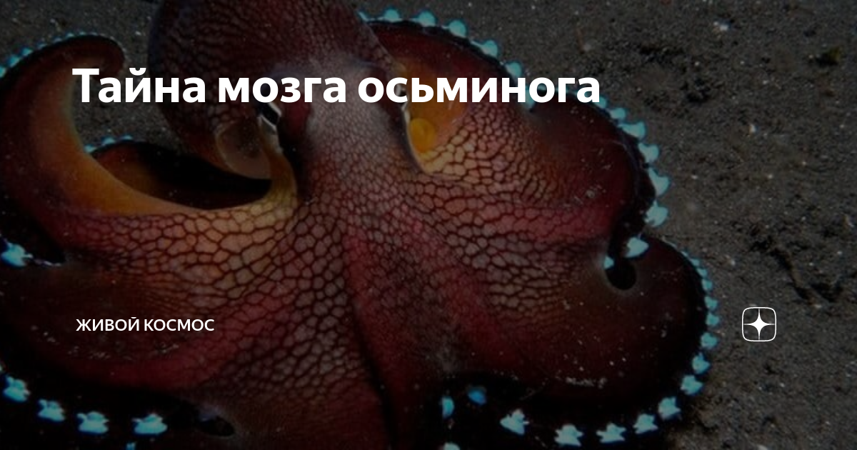 Тайна мозга осьминога | Живой Космос | Дзен