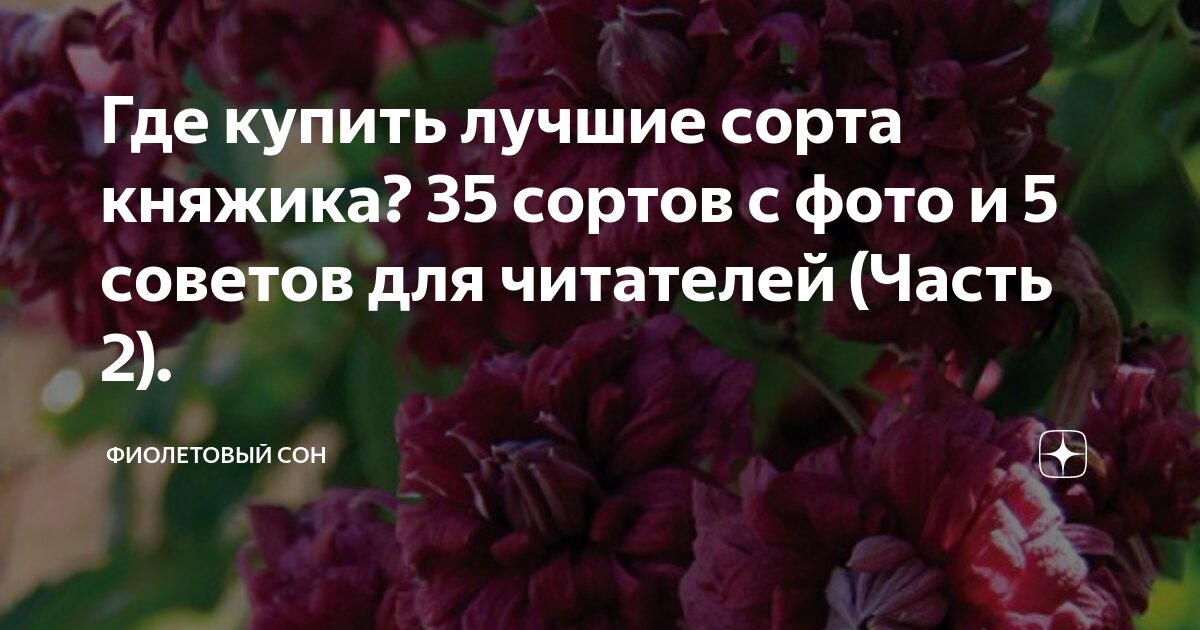 Где купить лучшие сорта княжика? 35 сортов с фото и 5 советов для ...