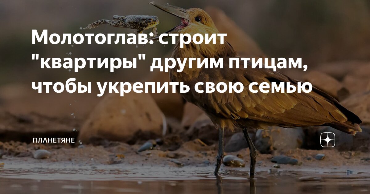 Молотоглав строит квартиры другим птицам чтобы укрепить свою семью