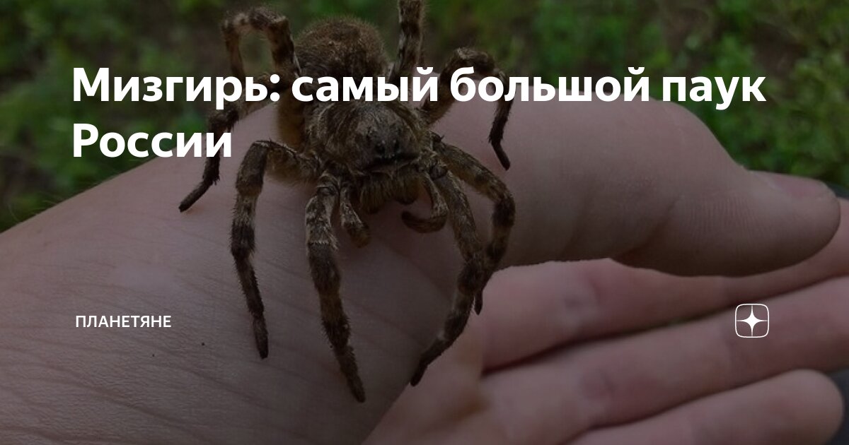 Мизгирь самый большой паук России Планетяне Дзен