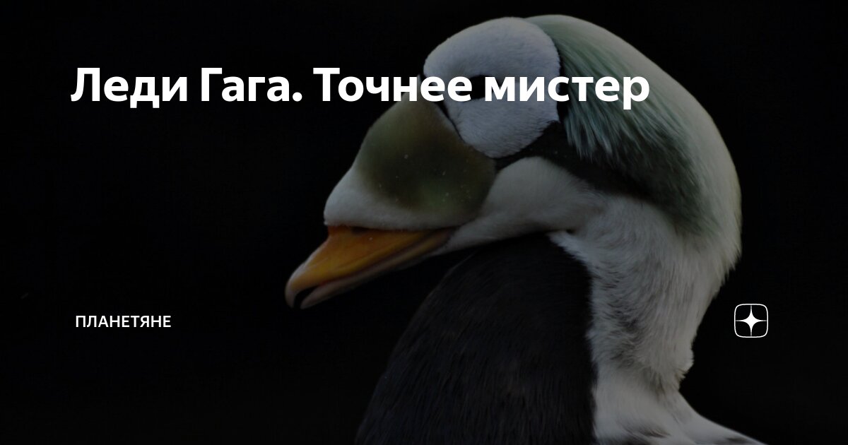Леди Гага Точнее мистер Планетяне Дзен