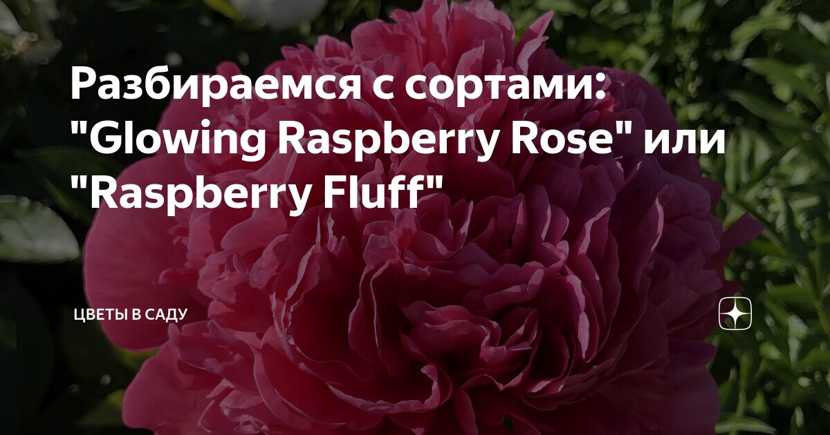 Разбираемся с сортами: "Glowing Raspberry Rose" или "Raspberry Fluff" | Цветы в саду | Дзен