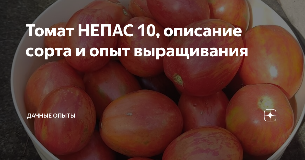 Томат НЕПАС 10, описание сорта и опыт выращивания | Дачные опыты | Дзен